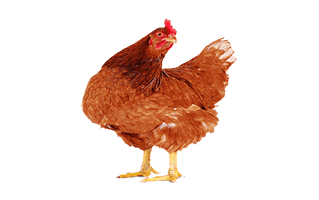Chicken PNG Images (Transparent HD Photo Clipart)