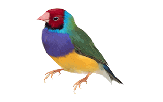 Gouldian Finch PNG Images (Transparent HD Photo Clipart)